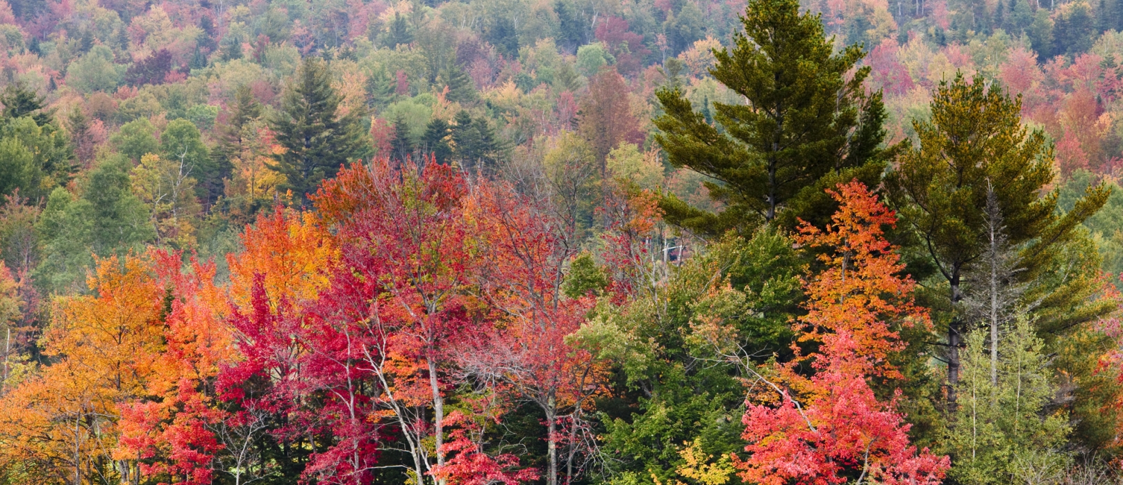 Land Conservation | Forest Society