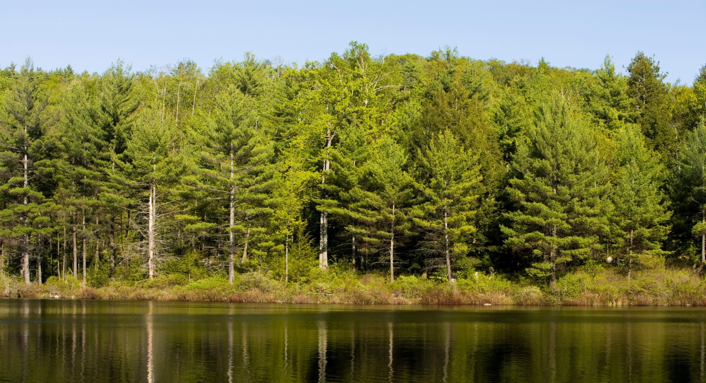 Forestry Friday: 250th Anniversary of the Pine Tree Riot | Forest Society