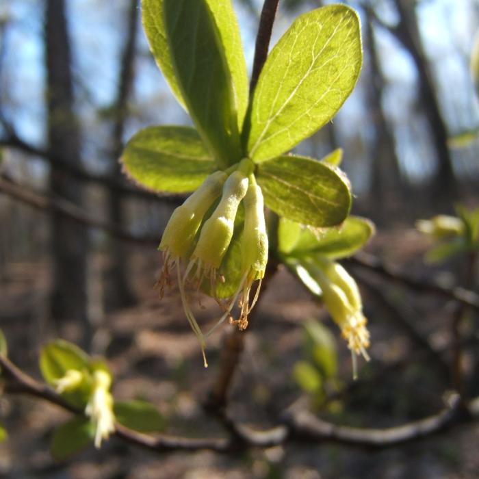 Tom Rush Forest | Forest Society