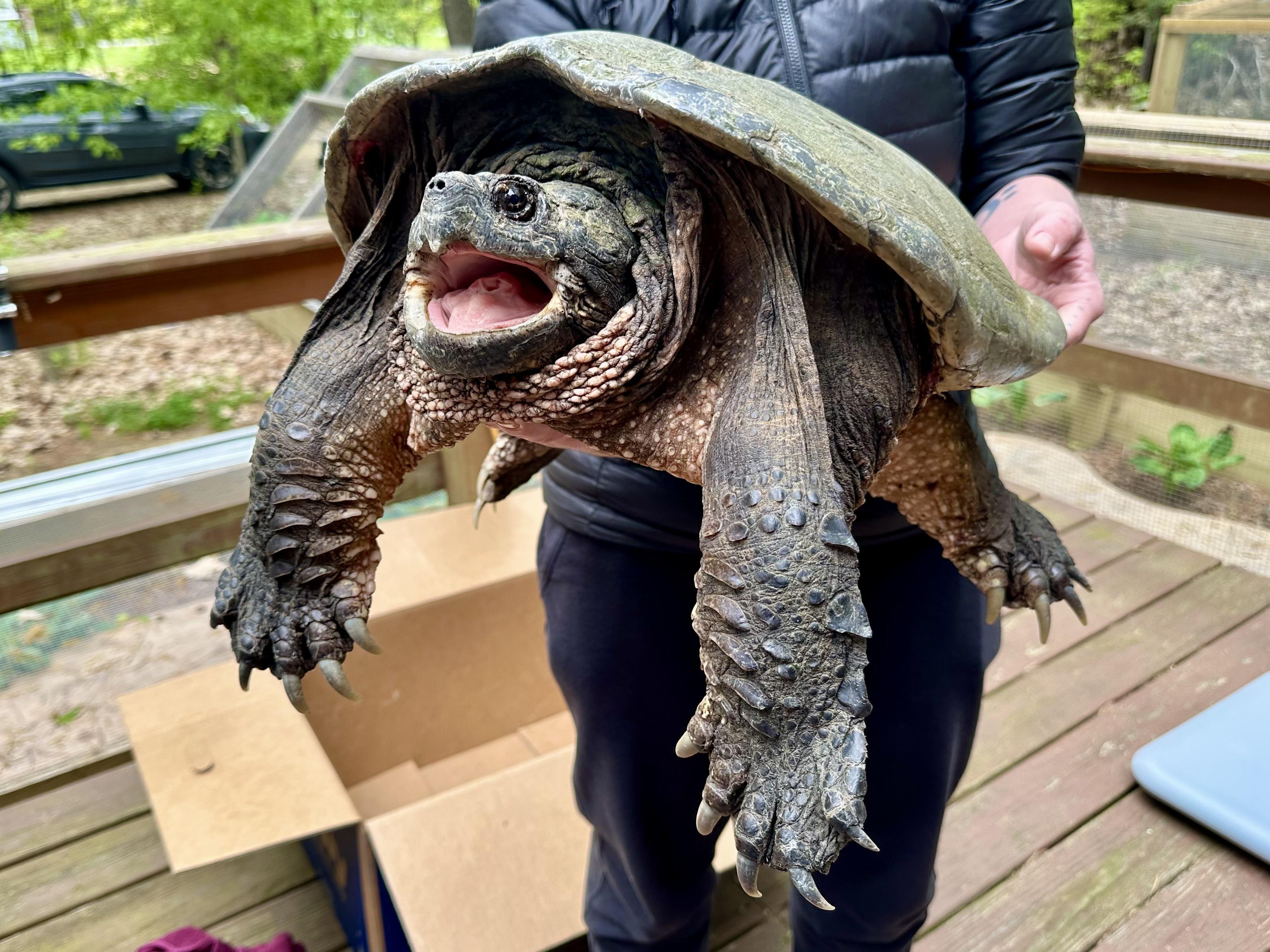 Something Wild: Rescuing NH's wild turtles | Forest Society