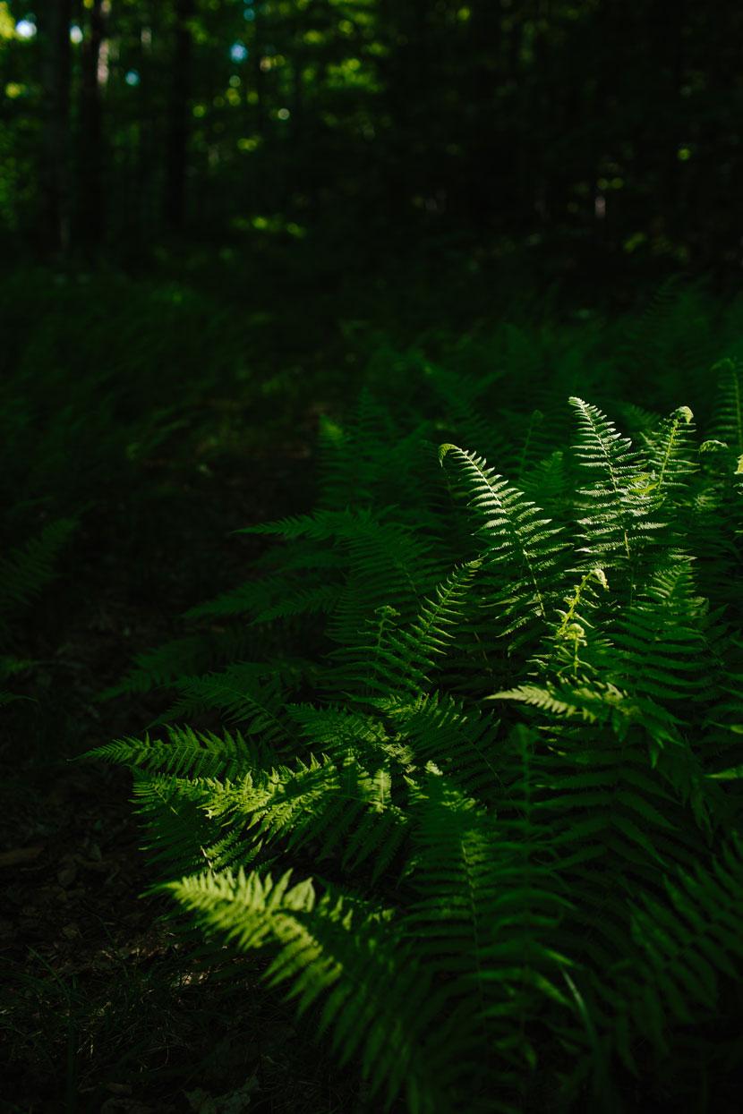 Ferns Tell a lot About a Forest | Forest Society