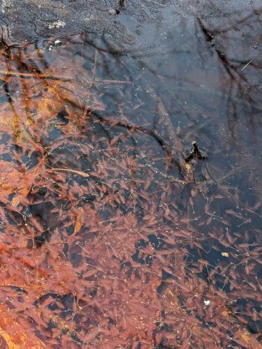 Forestry Friday: Fairy Shrimp: The Sea Monkeys of Vernal Pools | Forest ...