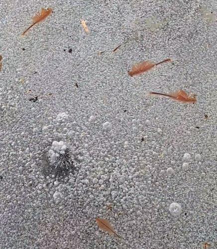 Forestry Friday: Fairy Shrimp: The Sea Monkeys of Vernal Pools | Forest ...