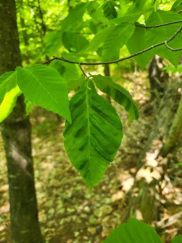 Forestry Field Trip to Learn More About Beech Leaf Disease | Forest Society