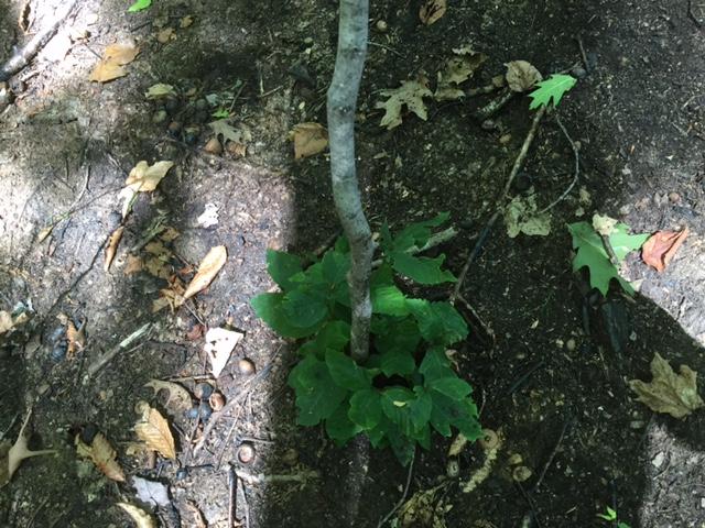 Reassured by New Growth After the Fire | Forest Society