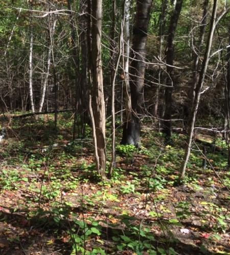 Reassured by New Growth After the Fire | Forest Society