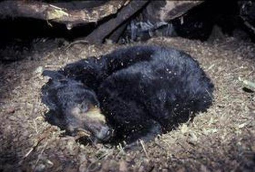 Something Wild: What Is Winter Torpor? | Forest Society