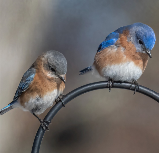 Forest Journal: The Bluebirds of Happiness | Forest Society
