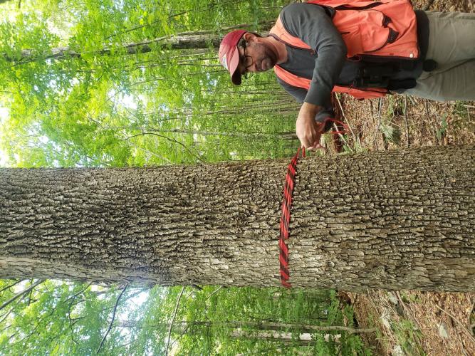 Forestry Friday: Searching for Female Ash Trees | Forest Society