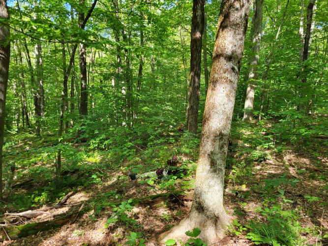 Forestry Friday: Searching for Female Ash Trees | Forest Society
