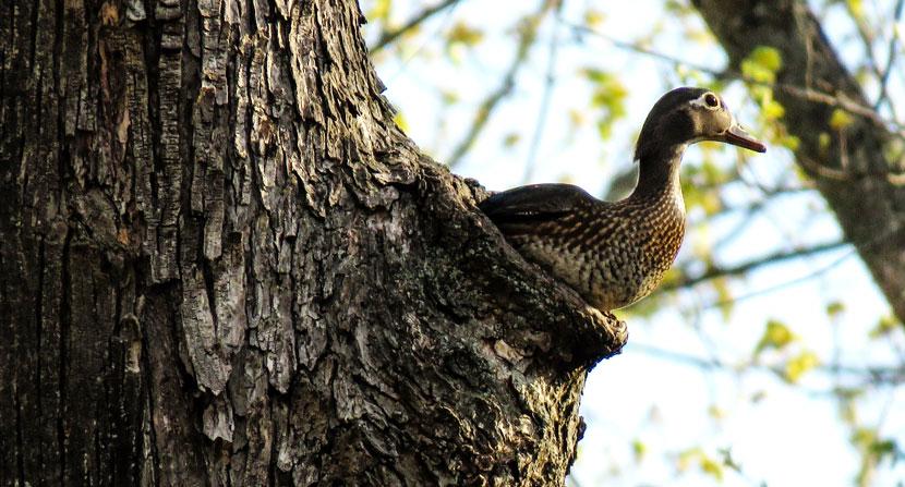 Nests on the Floodplain | Forest Society