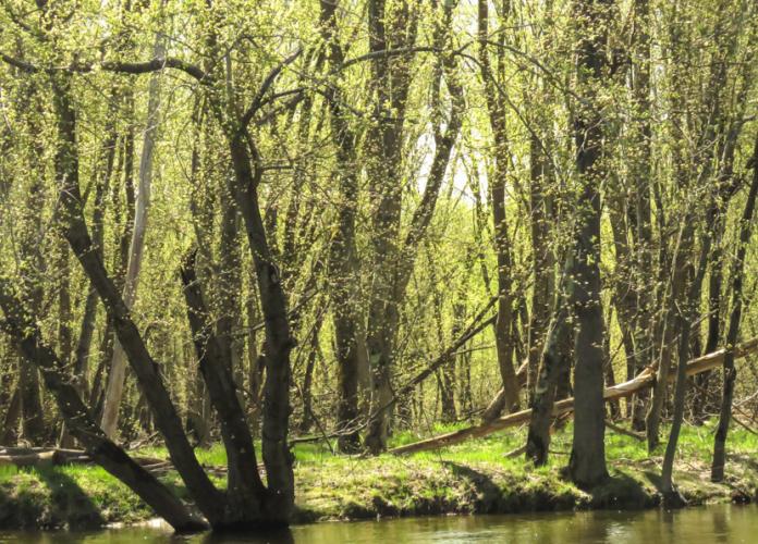 Witnessing May | Forest Society