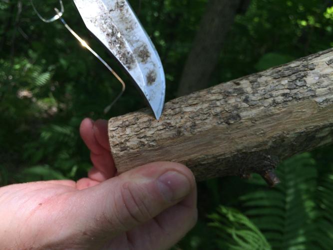 Pitting Wasps Against Beetles | Forest Society