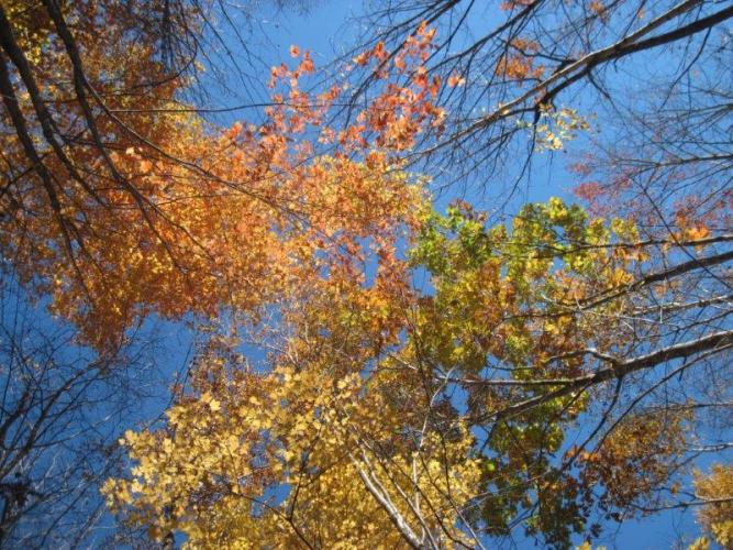 What the Falling Ash Leaves Revealed | Forest Society