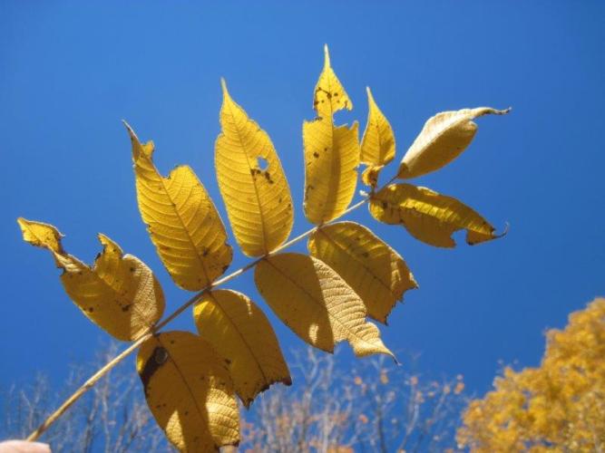 What the Falling Ash Leaves Revealed | Forest Society