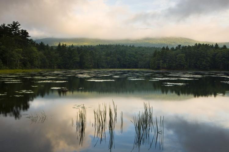 The Hatch | Forest Society