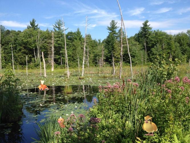 Conserved Land Makes for Great Pokémon Habitat | Forest Society