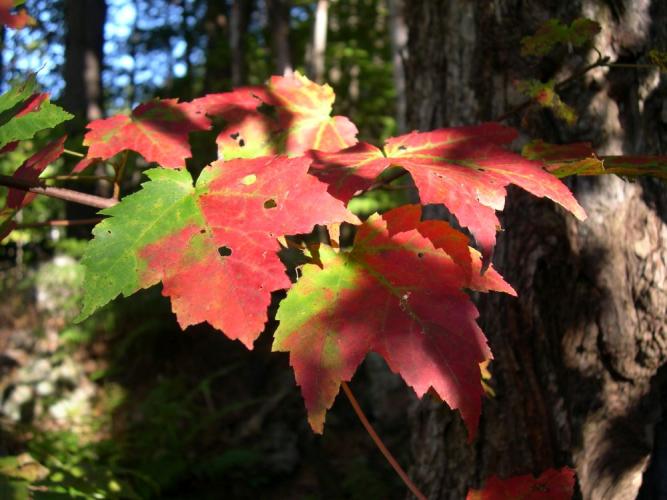Something Wild: Earliest flush of Red Maple foliage | Forest Society