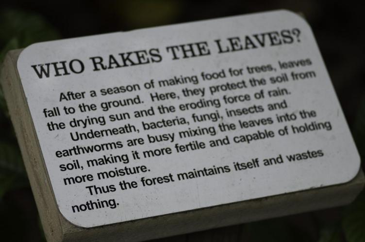 Something Wild: Caring for the Forest Floor | Forest Society