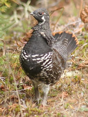 Something Wild: Is NH’s spruce grouse the most audacious of the ...