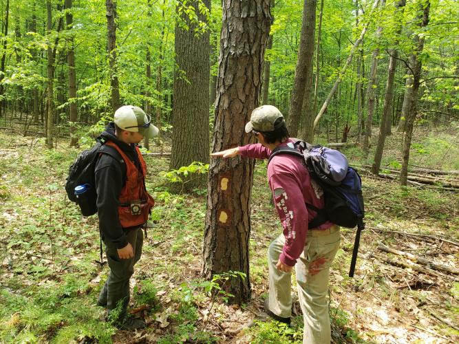 Welcome, Seasonal Staff! | Forest Society