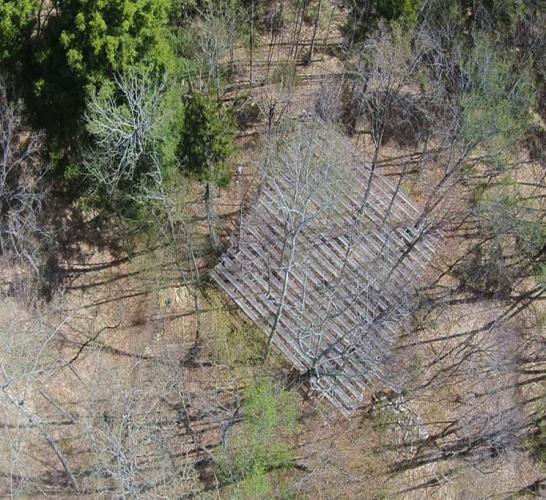 Something Wild: What Happens to Trees in Drought? | Forest Society