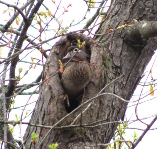 Wood Ducks Find a Tree Cavity | Forest Society