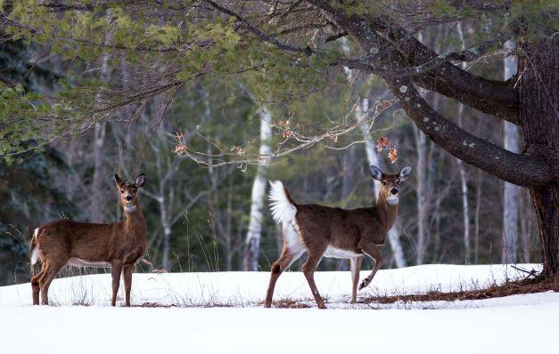 Something Wild: How Much Do We Really Know About Deer? | Forest Society
