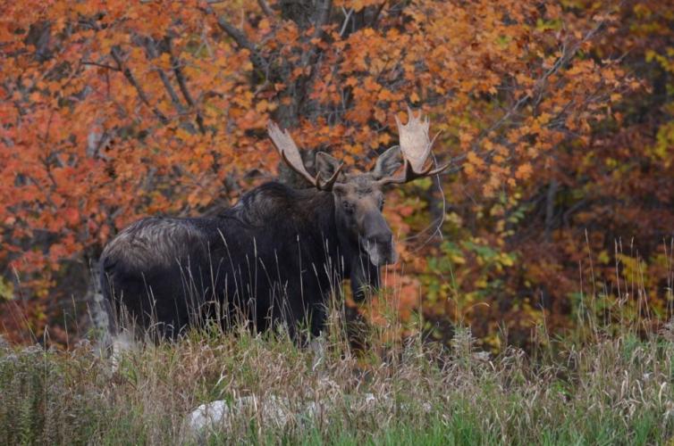 Moose at Fall Foliage Season | Forest Society