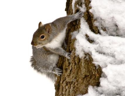 Watch Out for Falling Squirrels | Forest Society